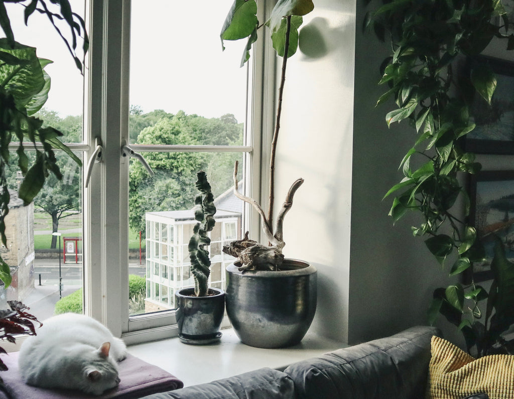 When I first stepped into my north-facing flat….